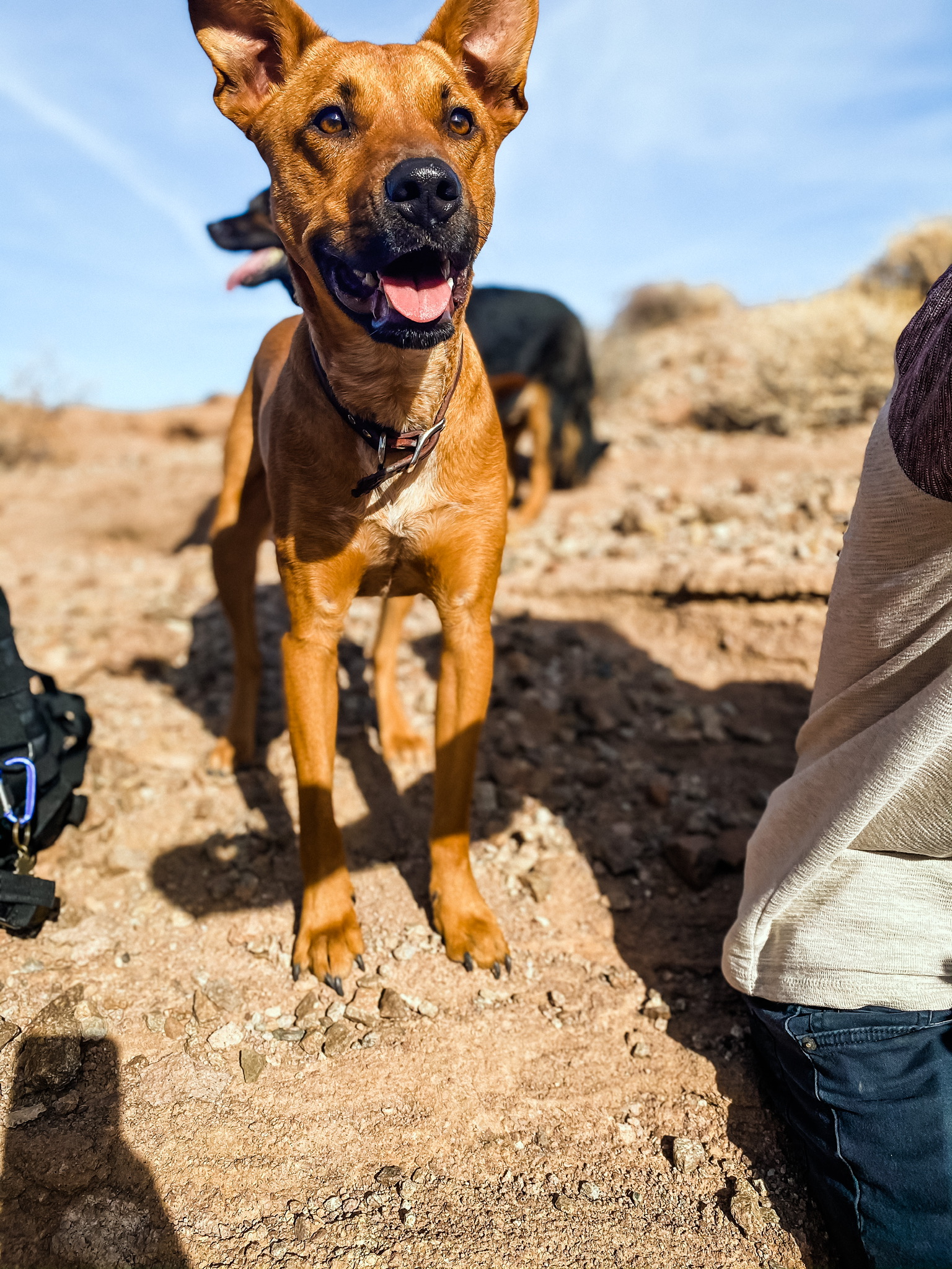 Happy Tails: Milo - The Animal Foundation