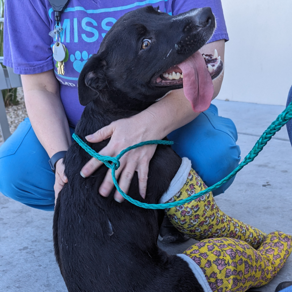 Duke, a ‘boring’ Las Vegas dog returned for napping too much, has new ...