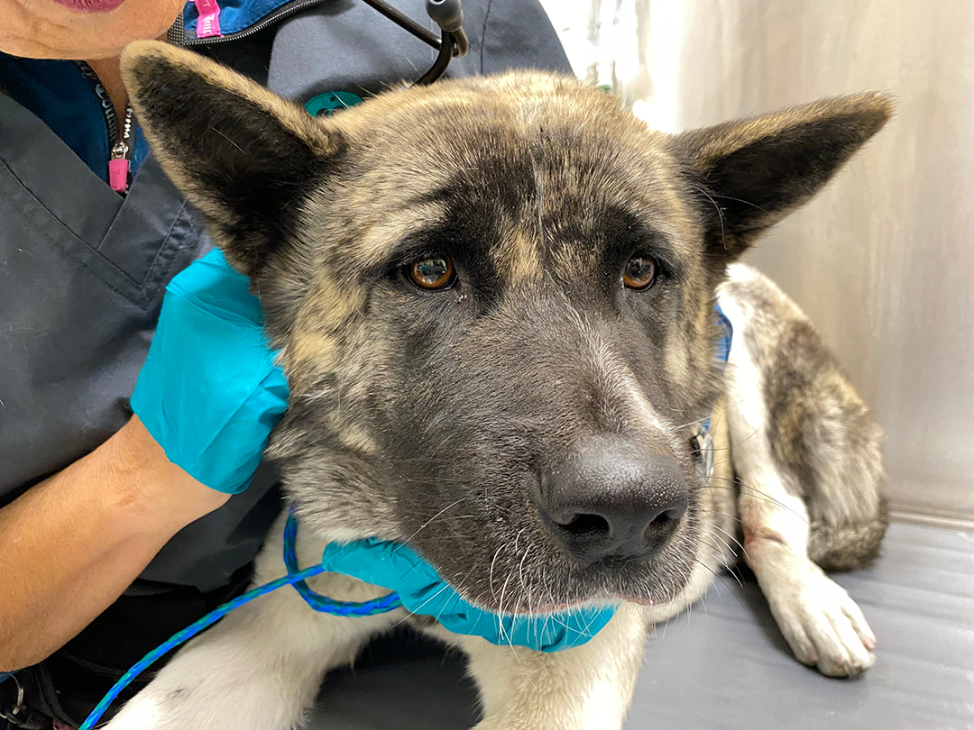 Brandy’s surgery was a success! - The Animal Foundation