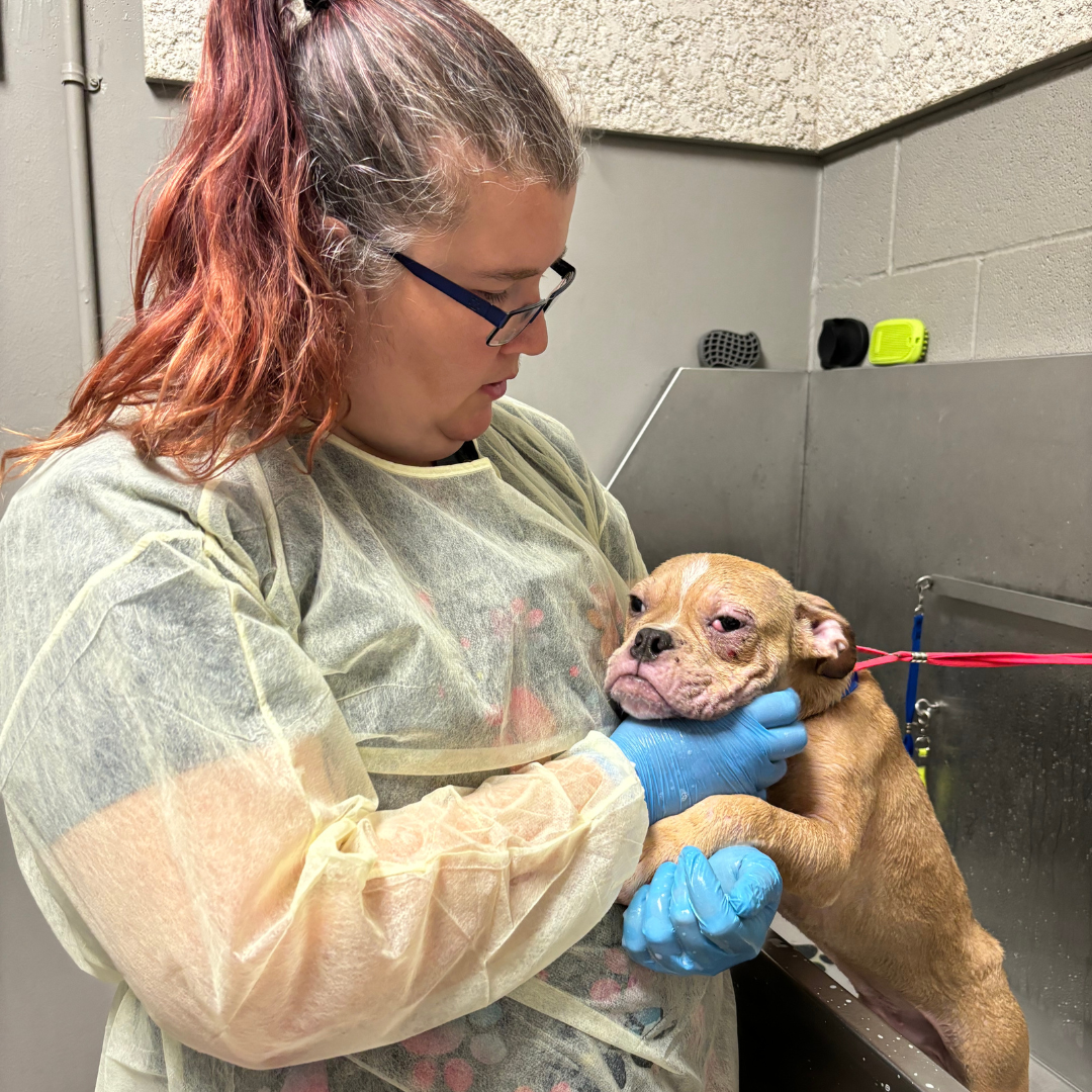 4 puppies abandoned in bucket on Las Vegas sidewalk - The Animal Foundation