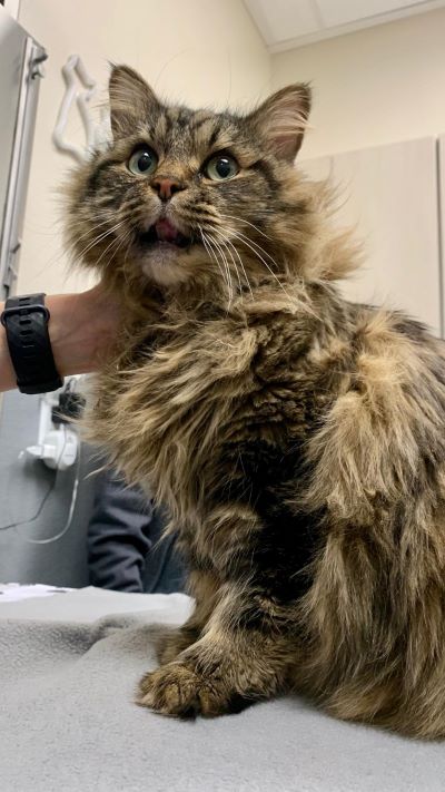 Cassie Has Been Reunited With Her Family! - The Animal Foundation