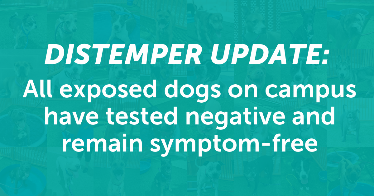 Distemper Update: All exposed dogs on campus have tested negative and ...