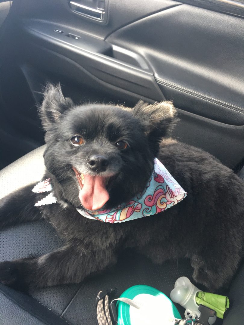 Happy Tails: Gigi - The Animal Foundation