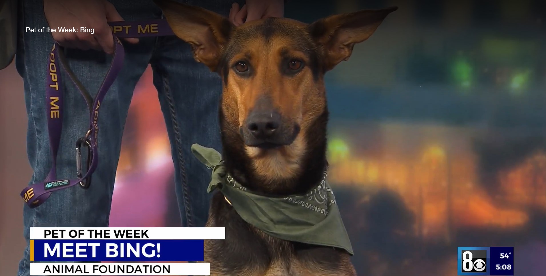 Bing is the Pet of the Week! - The Animal Foundation