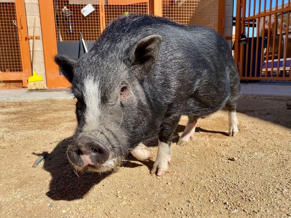 Winston Has Been Adopted! - The Animal Foundation