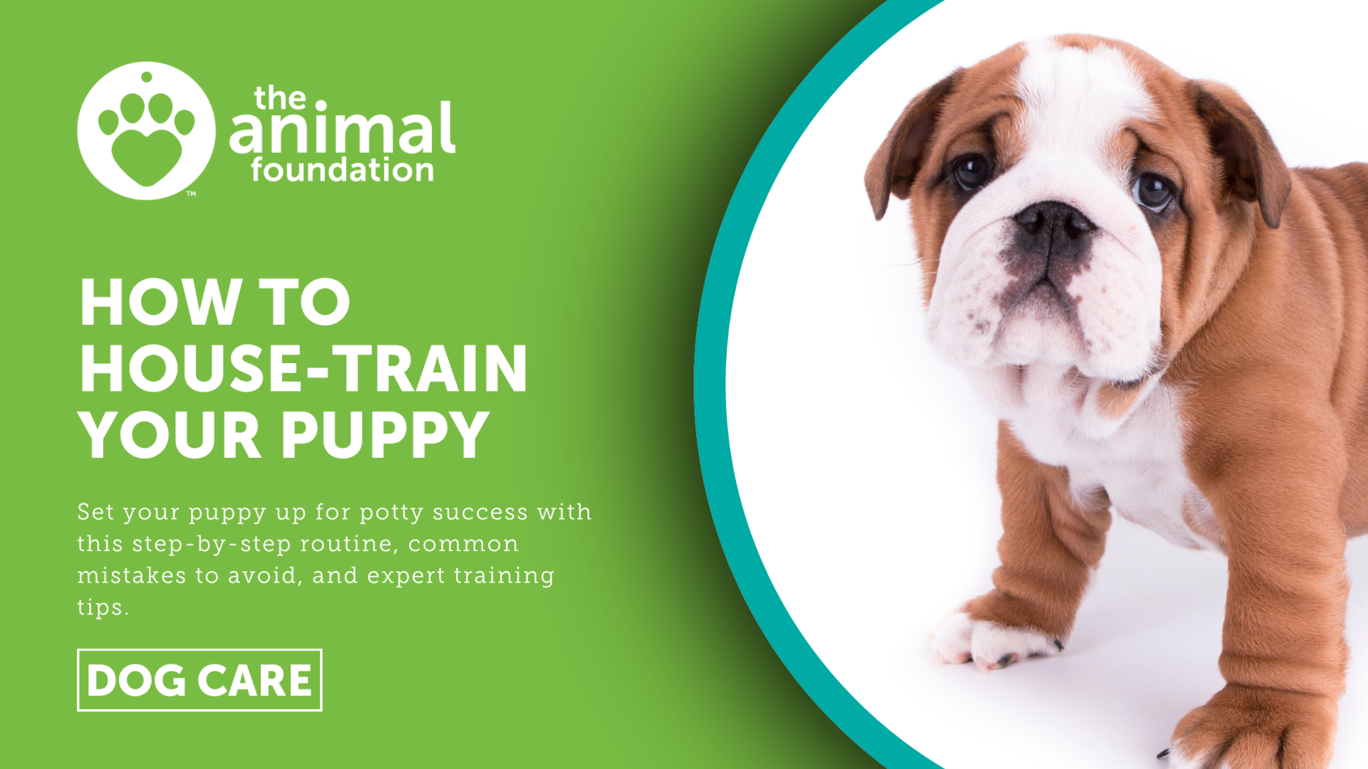 How to House-Train Your Puppy: A Simple Guide for New Pet Parents - The ...