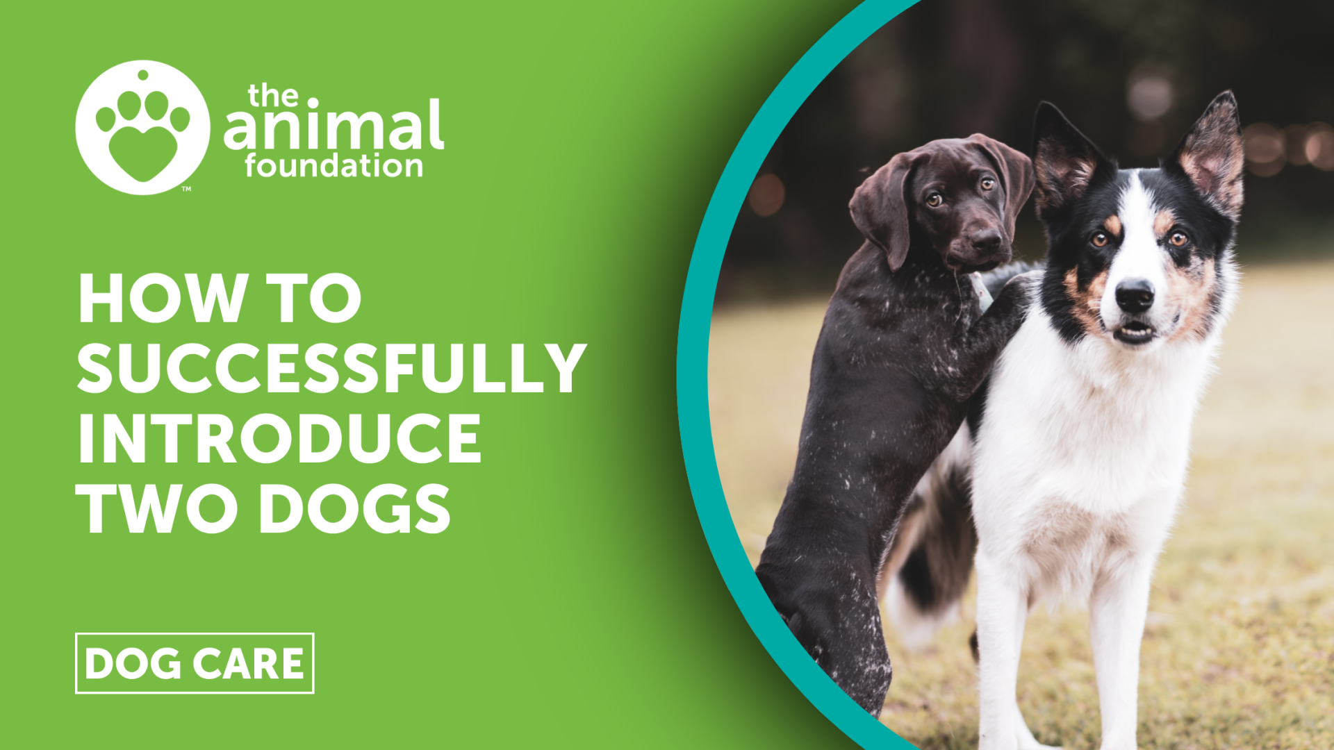 How to Successfully Introduce Two Dogs: A Step-by-Step Guide - The ...