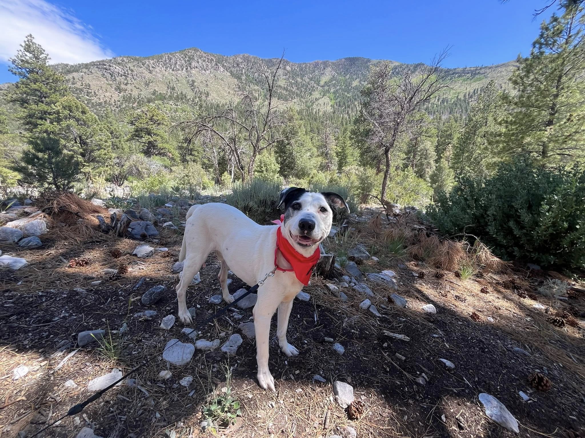 Foster Field Trips - The Animal Foundation