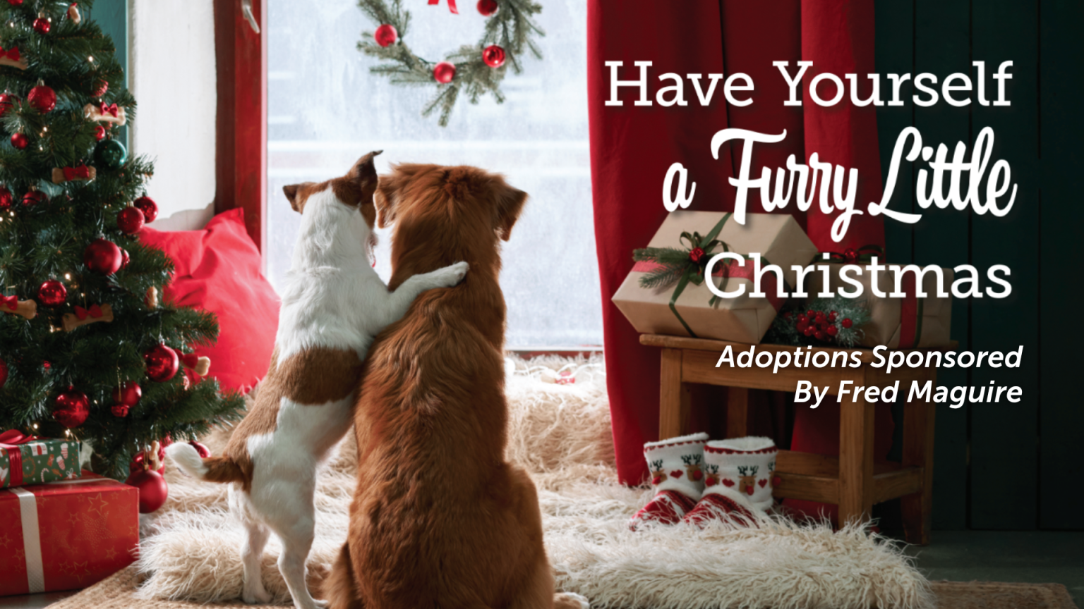 Home for the Holidays Fee-Waived Dog Adoption Event - The Animal Foundation
