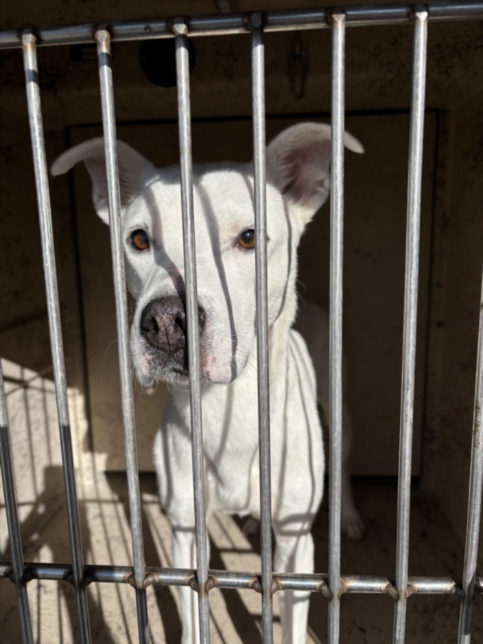 A1403668 - The Animal Foundation