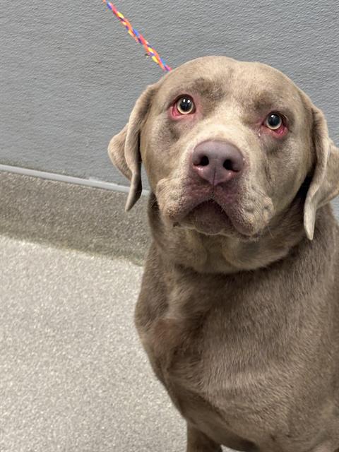 A1379533 - The Animal Foundation