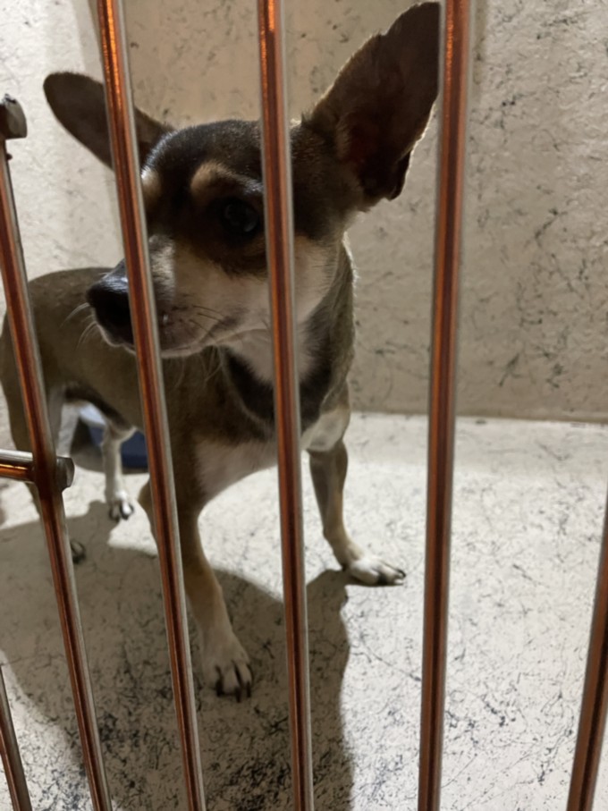 A1403908 - The Animal Foundation