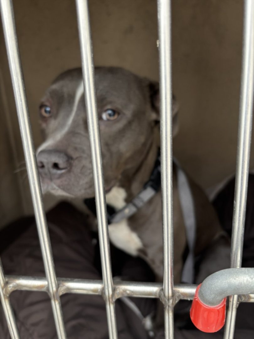 A1403984 - The Animal Foundation