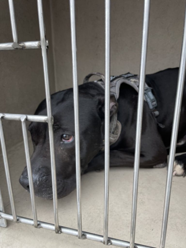 A1403918 - The Animal Foundation