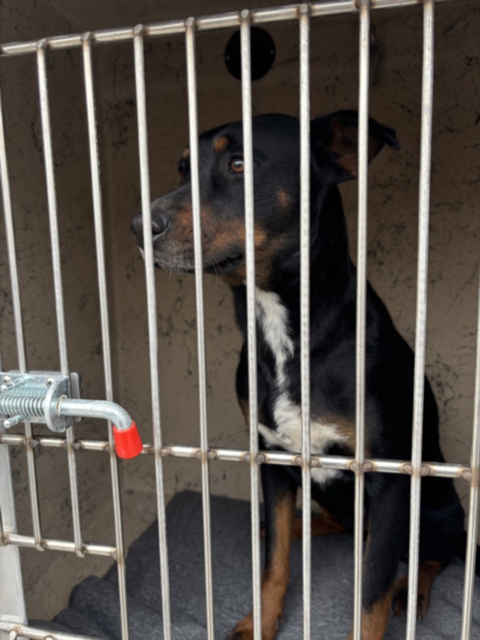 A1404068 - The Animal Foundation