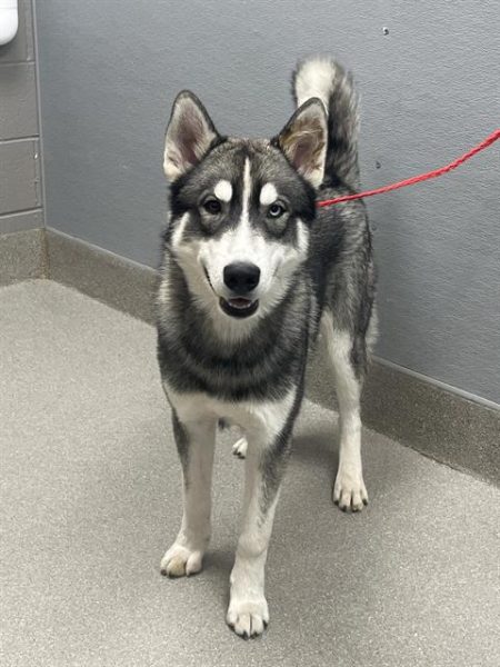 A1296886 - The Animal Foundation