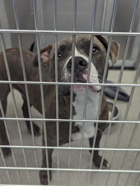 A1306034 - The Animal Foundation