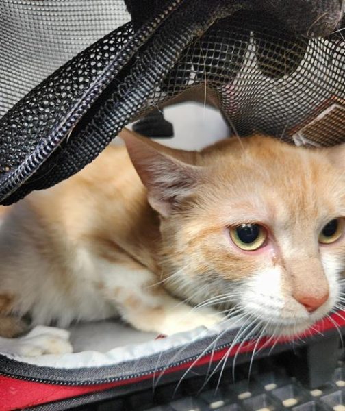 A1406778 - The Animal Foundation