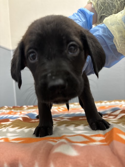 A1407103 - The Animal Foundation