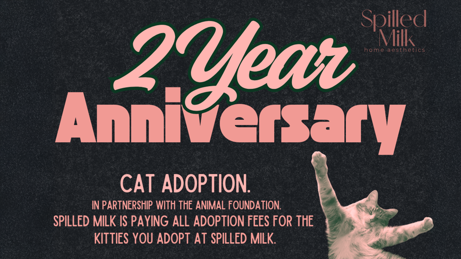 Spilled Milk 2 Year Anniversary Cat Adoption Event - The Animal Foundation