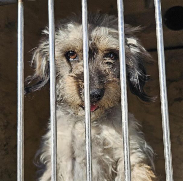 A1418271 - The Animal Foundation