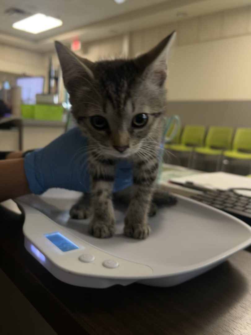 A1412747 - The Animal Foundation