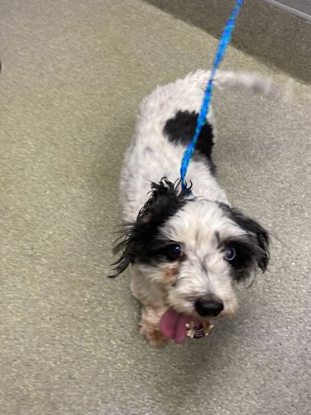 A1418511 - The Animal Foundation