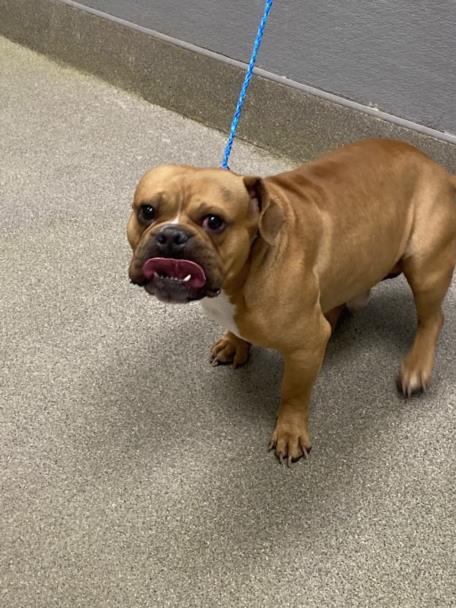 A1418490 - The Animal Foundation