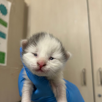 A1418539 - The Animal Foundation