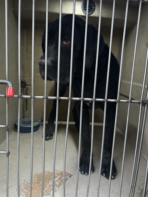 A1421333 - The Animal Foundation