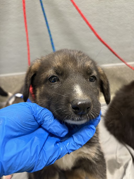 A1422191 - The Animal Foundation