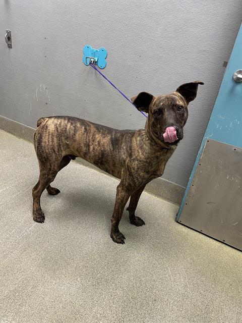 A1389954 - The Animal Foundation