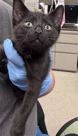 A1413312 - The Animal Foundation