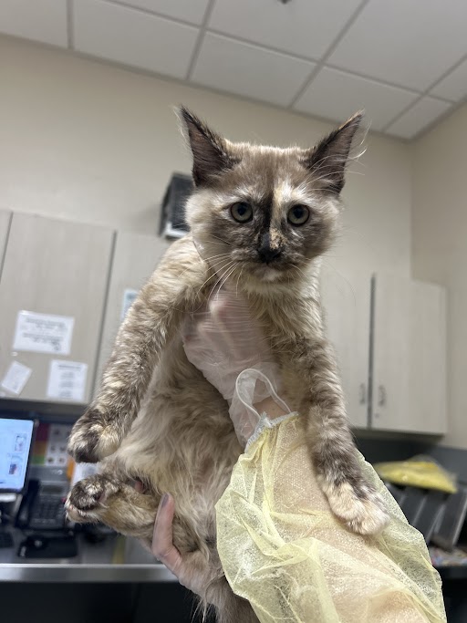 A1423178 - The Animal Foundation