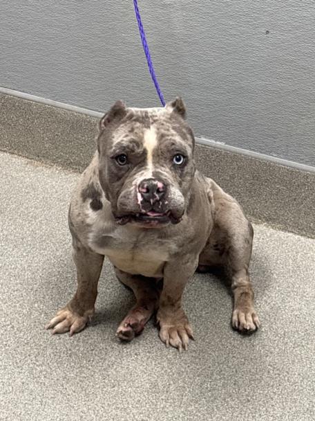 A1423360 - The Animal Foundation