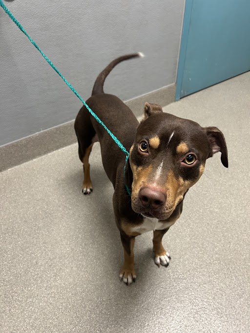 A1423408 - The Animal Foundation