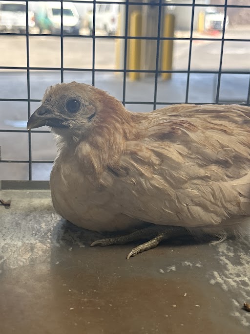 A1423276 - The Animal Foundation