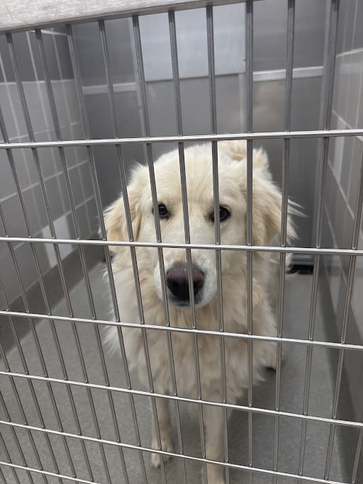 A1423229 - The Animal Foundation