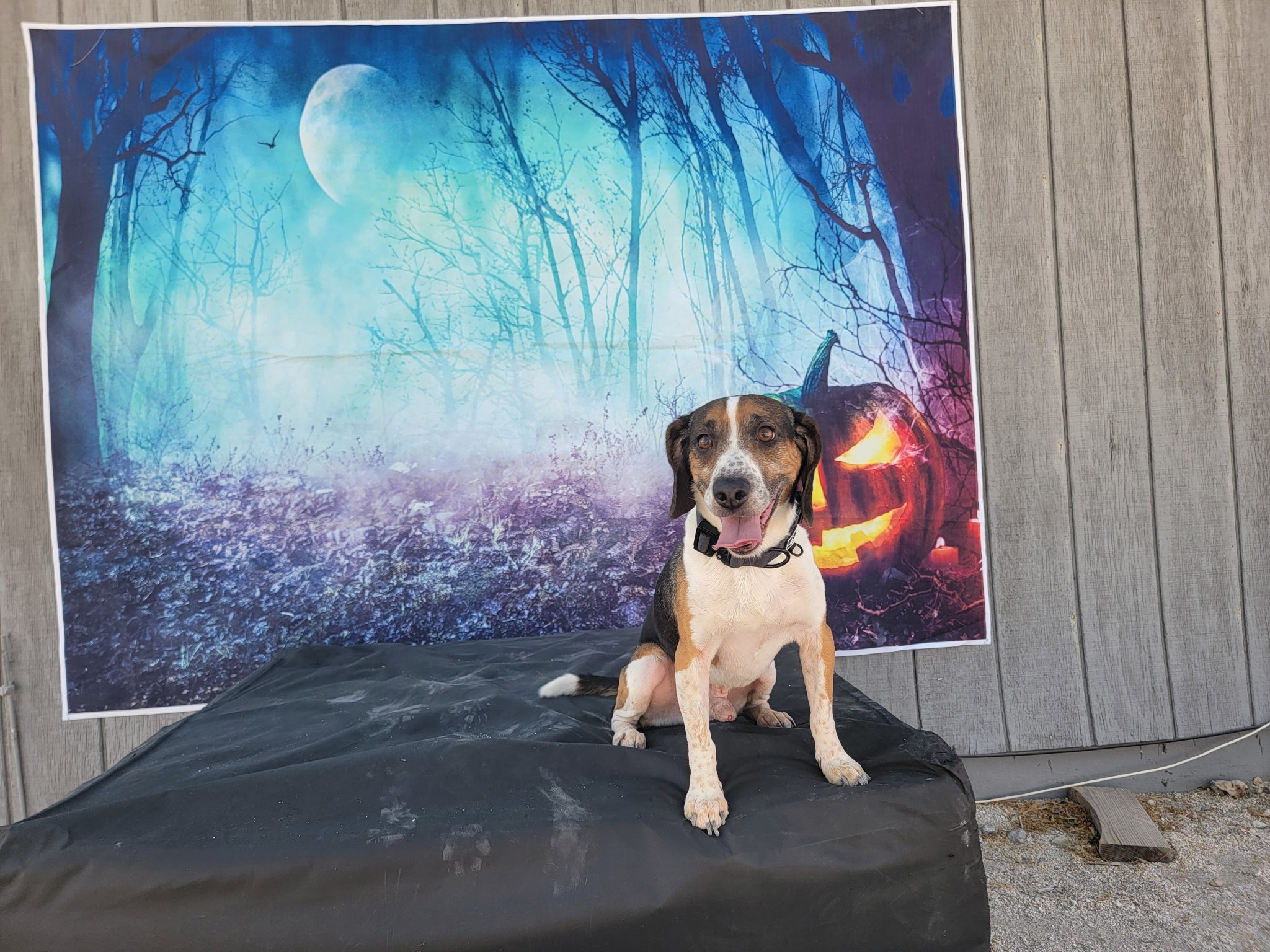 Thunder | Loves all food, and having a bed to sleep in! - The Animal ...
