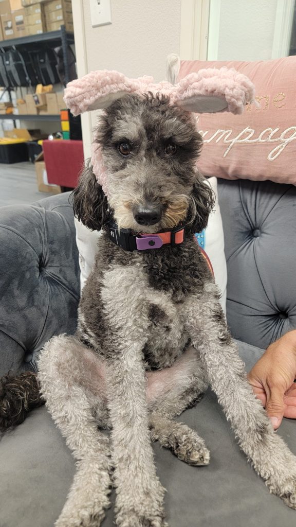 Gigi | Bunny ears - The Animal Foundation