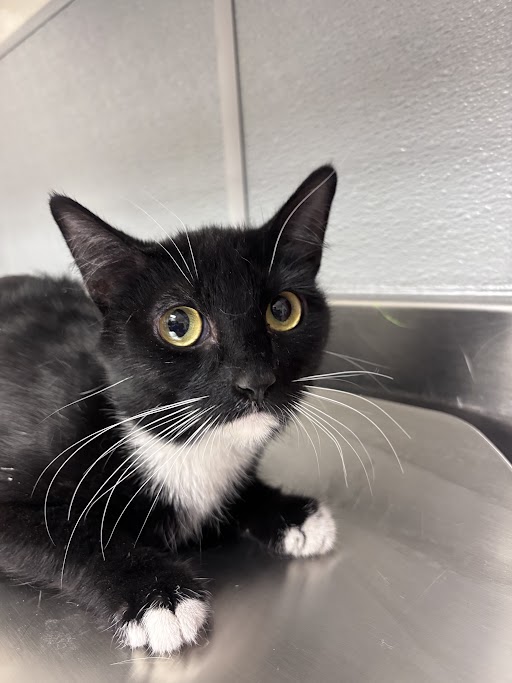 A1423598 - The Animal Foundation