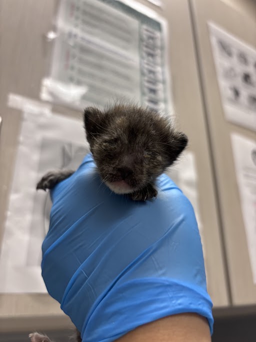 A1423617 - The Animal Foundation