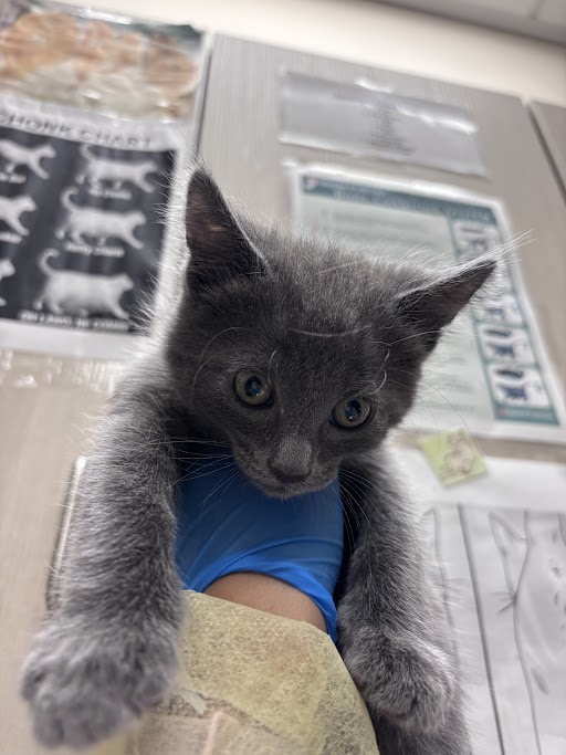 A1423587 - The Animal Foundation
