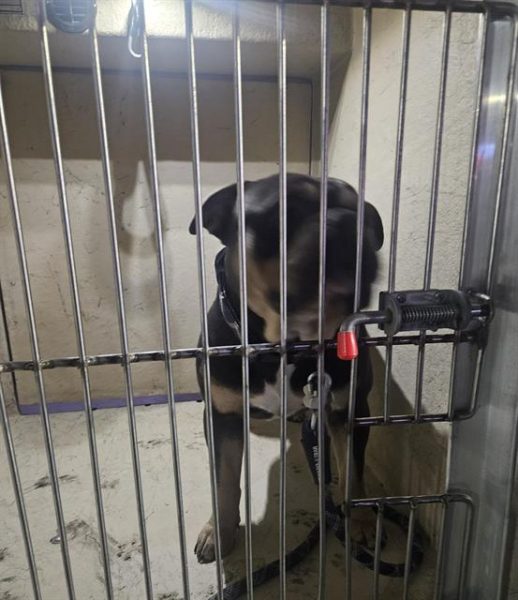 A1423681 - The Animal Foundation