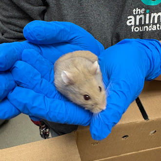 A1423786 - The Animal Foundation
