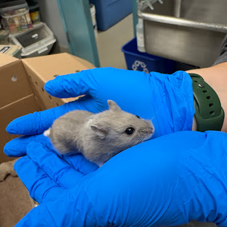 A1423788 - The Animal Foundation