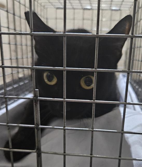 A1423838 - The Animal Foundation