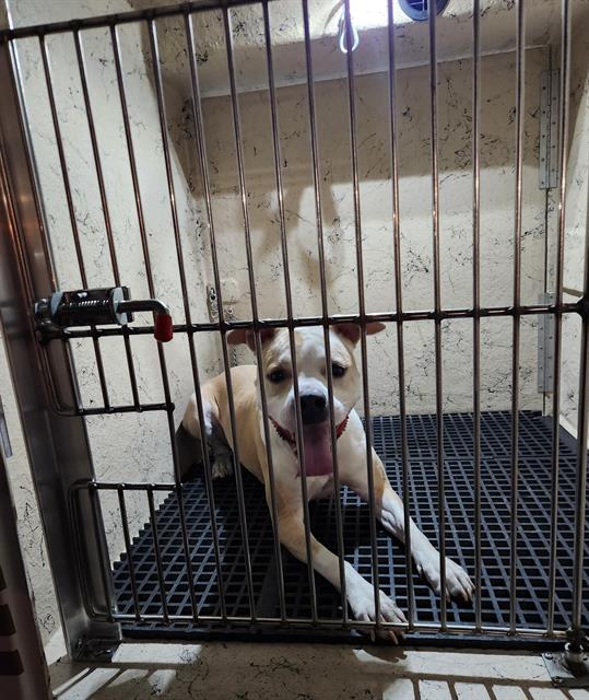 A1233141 - The Animal Foundation