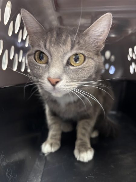A1424171 - The Animal Foundation