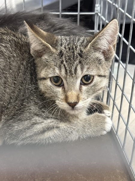 A1424203 - The Animal Foundation